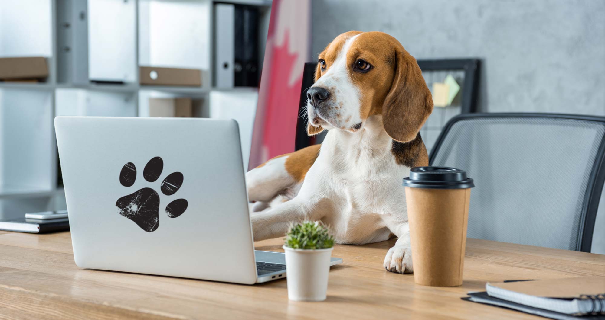 Campaigns - The Beagle Alliance